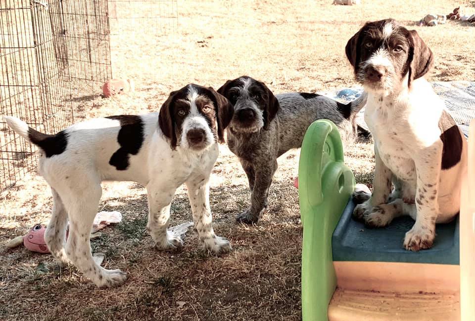 A promise for all dogkind - The Scotia Kennel